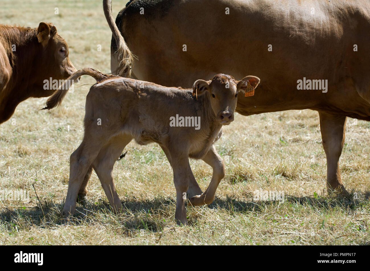 Limousine cattle (Bos taurus), Calf, France Stock Photo - Alamy