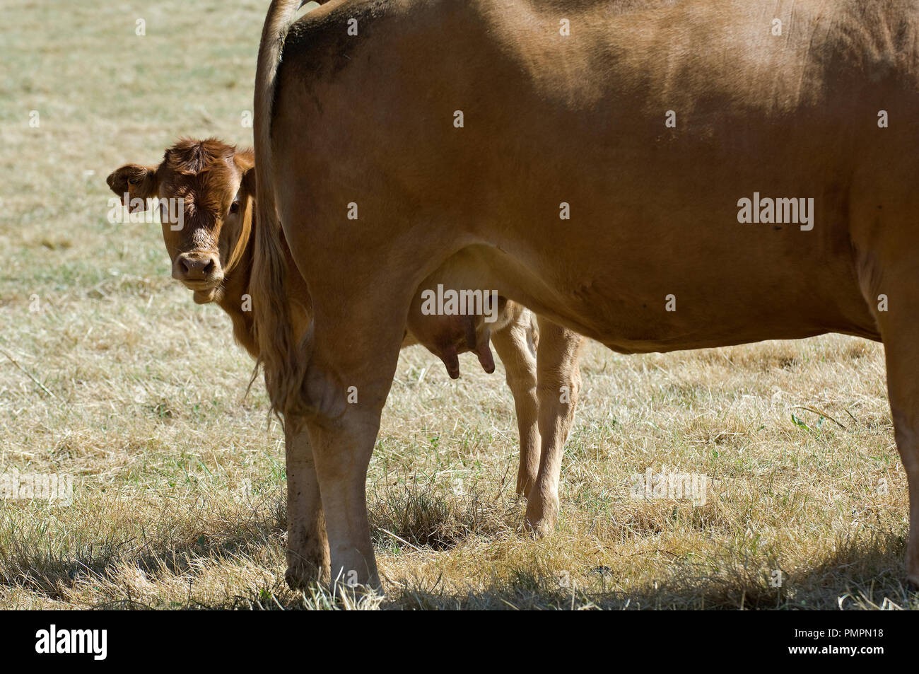 Limousine cattle (Bos taurus), Calf, France Stock Photo - Alamy