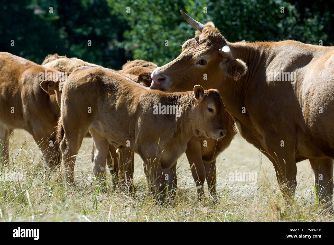 Limousine cattle (Bos taurus), Female and calf, France Stock Photo - Alamy