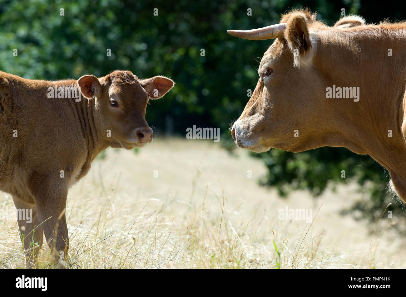 Limousine cattle (Bos taurus), Female and calf, France Stock Photo - Alamy