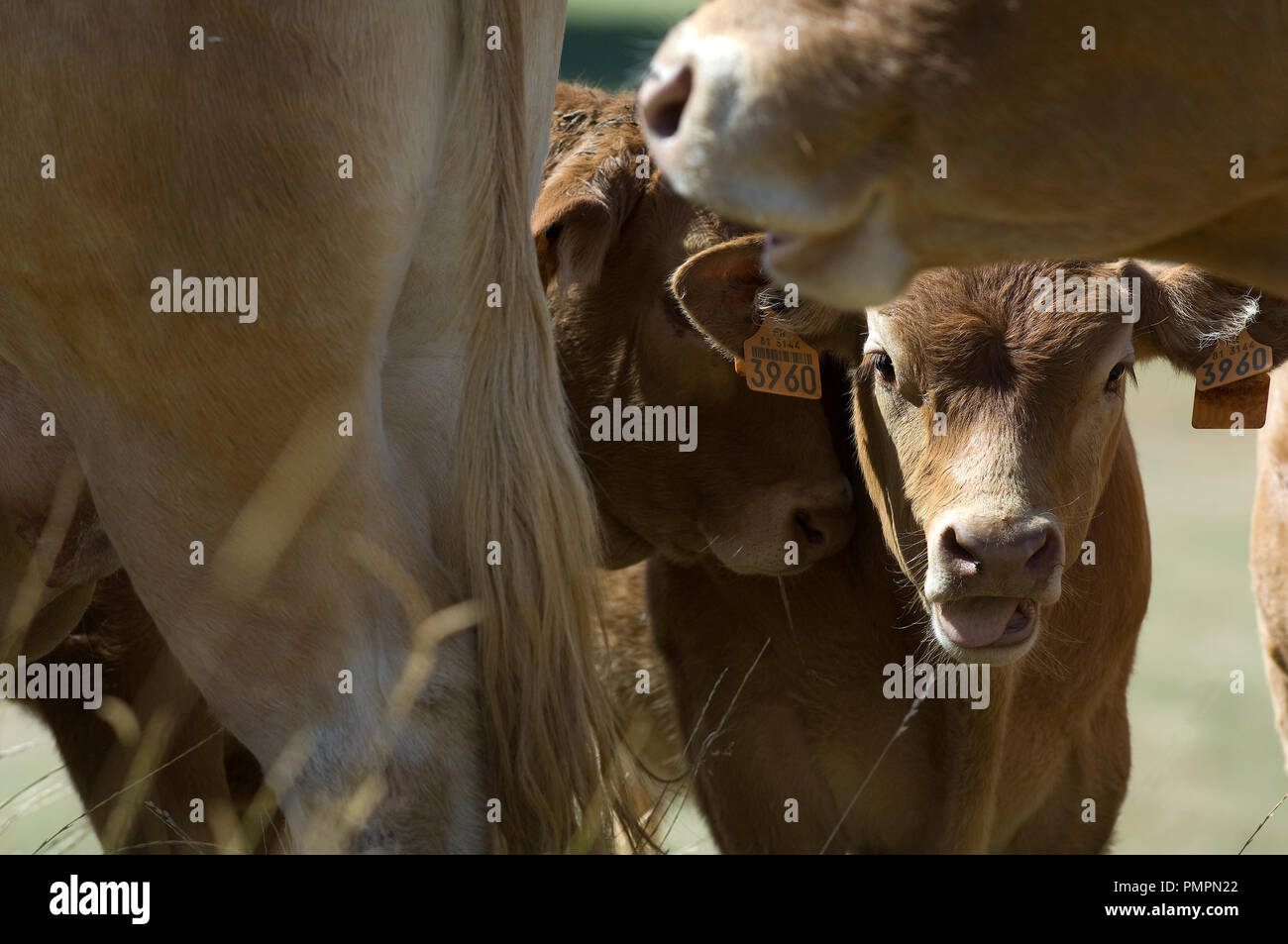 Limousine cattle (Bos taurus), Calf, France Stock Photo - Alamy
