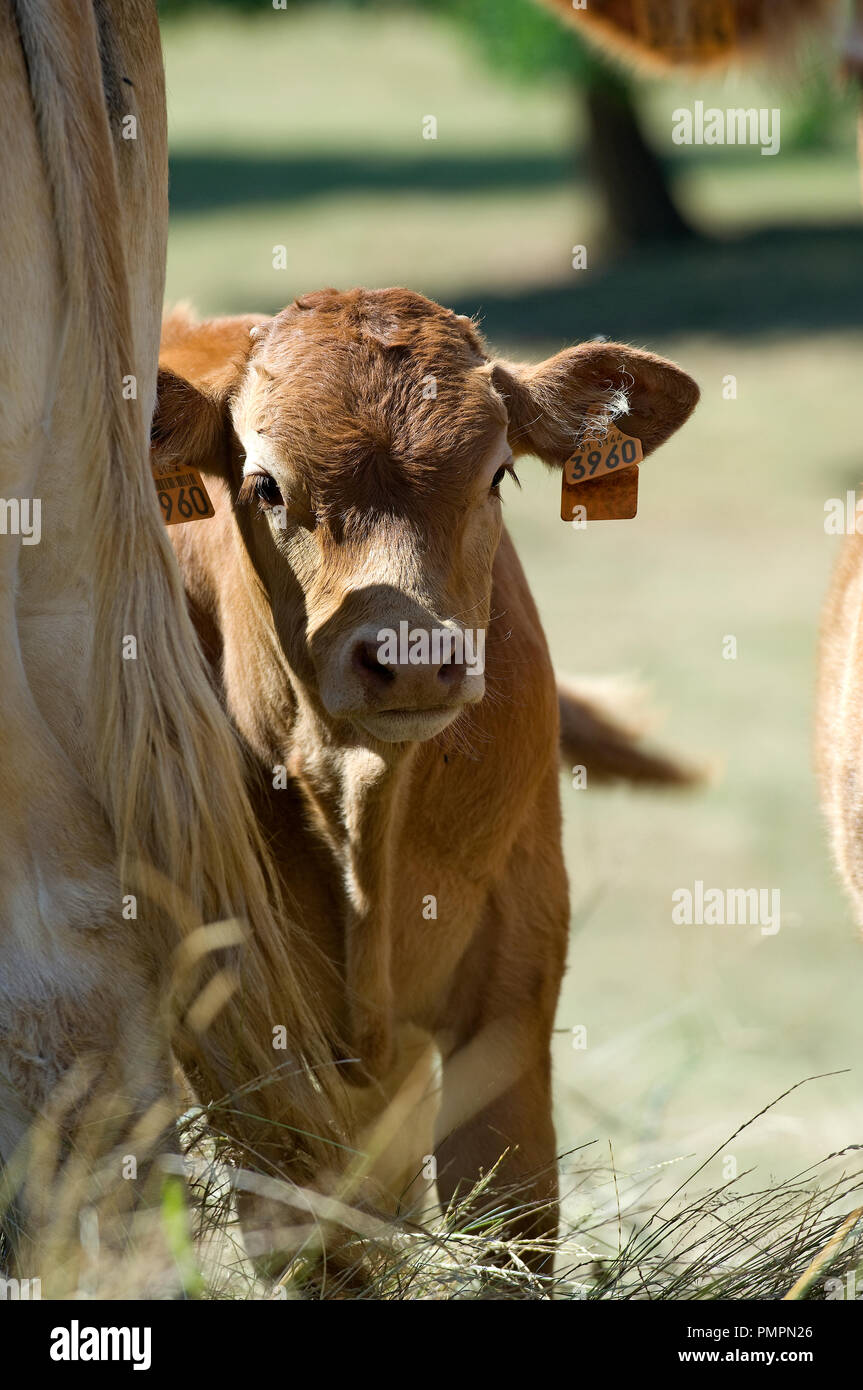 Limousine cattle (Bos taurus), Calf, France Stock Photo - Alamy