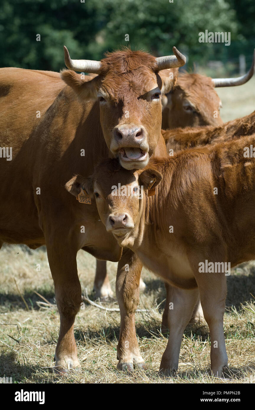 Limousine cattle (Bos taurus), Female and calf, France Stock Photo - Alamy