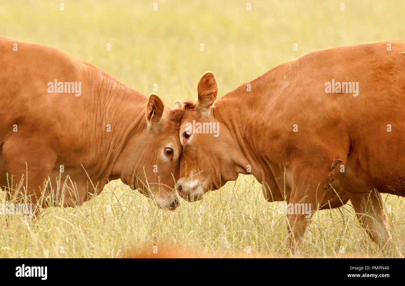 Cattle fighting hi-res stock photography and images - Alamy