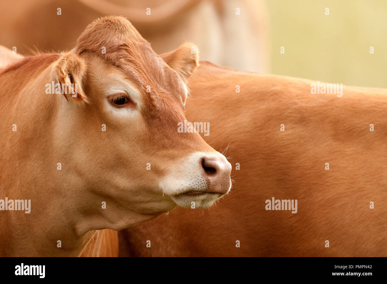 Limousine (Bos taurus), Cow, Cattle Stock Photo - Alamy