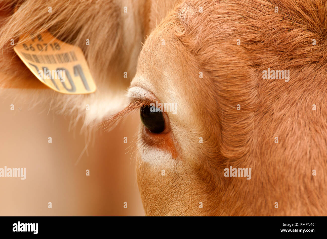 Bos taurus cow hi-res stock photography and images - Alamy