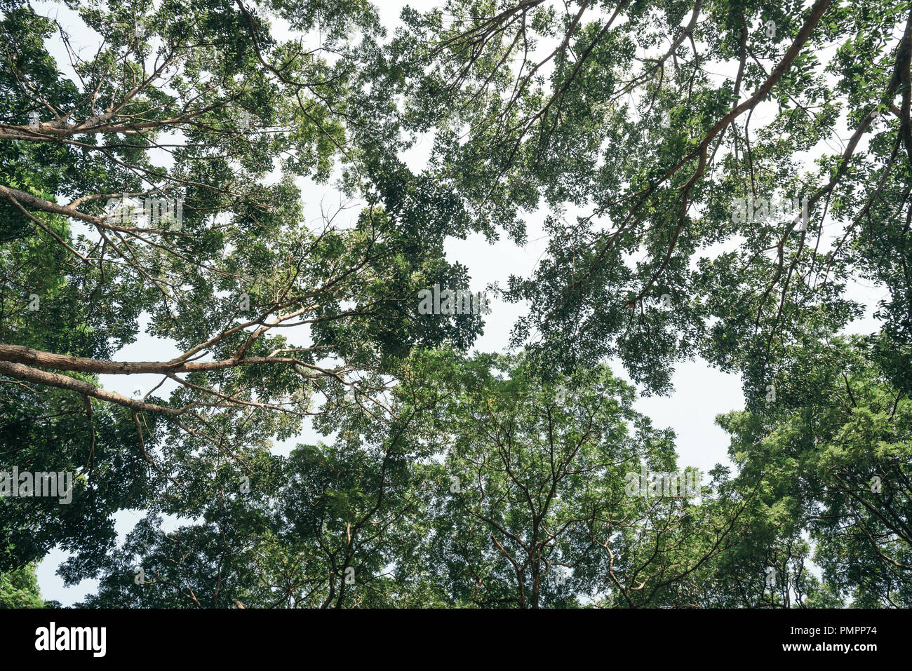 From under branches hi-res stock photography and images - Alamy