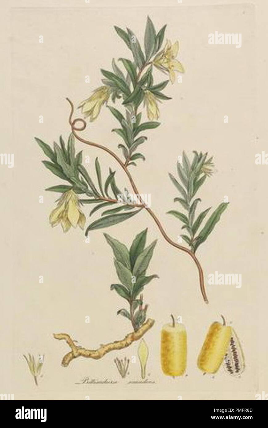 Billardiera scandens hi-res stock photography and images - Alamy