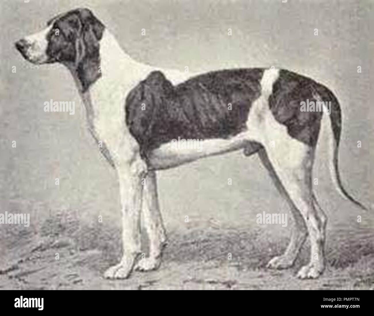 Billy dog hi-res stock photography and images - Alamy