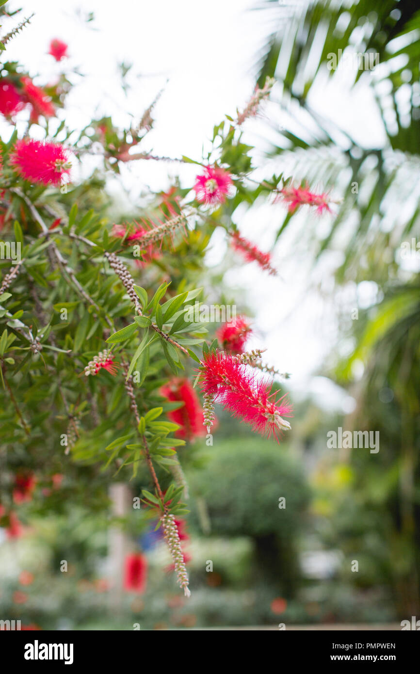 Bottlebrush trees hi-res stock photography and images - Alamy