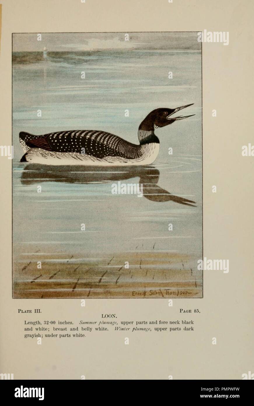 Bird-life (Plate III Stock Photo - Alamy