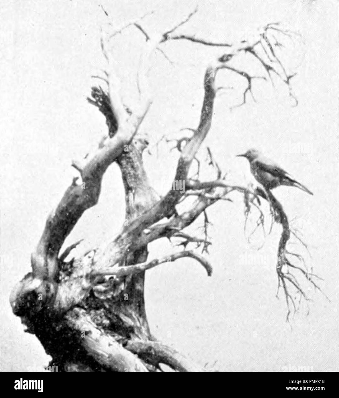 Bird lore hi-res stock photography and images - Alamy