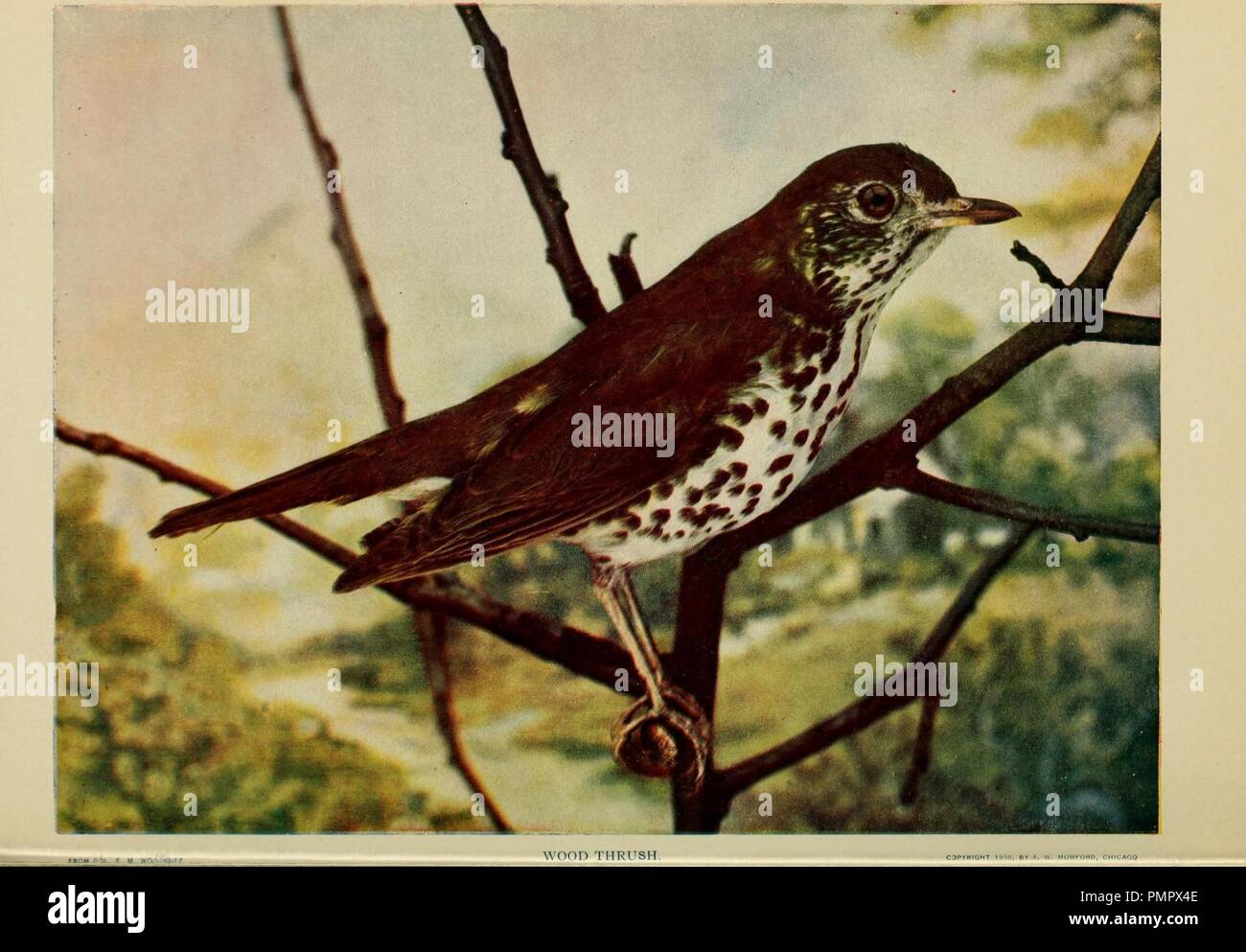 Birds and nature (Pl. 40 Stock Photo - Alamy