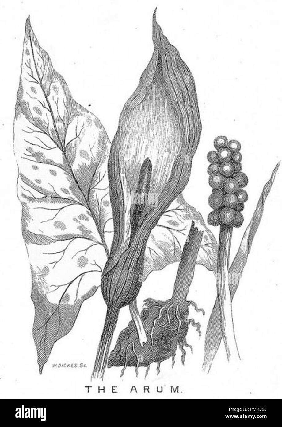 Black and White Arum Drawing Stock Photo - Alamy