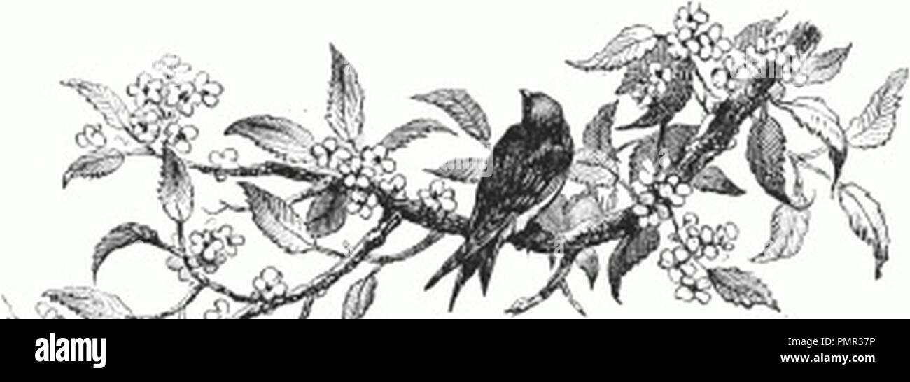 Black Bird Drawing Stock Photo - Alamy