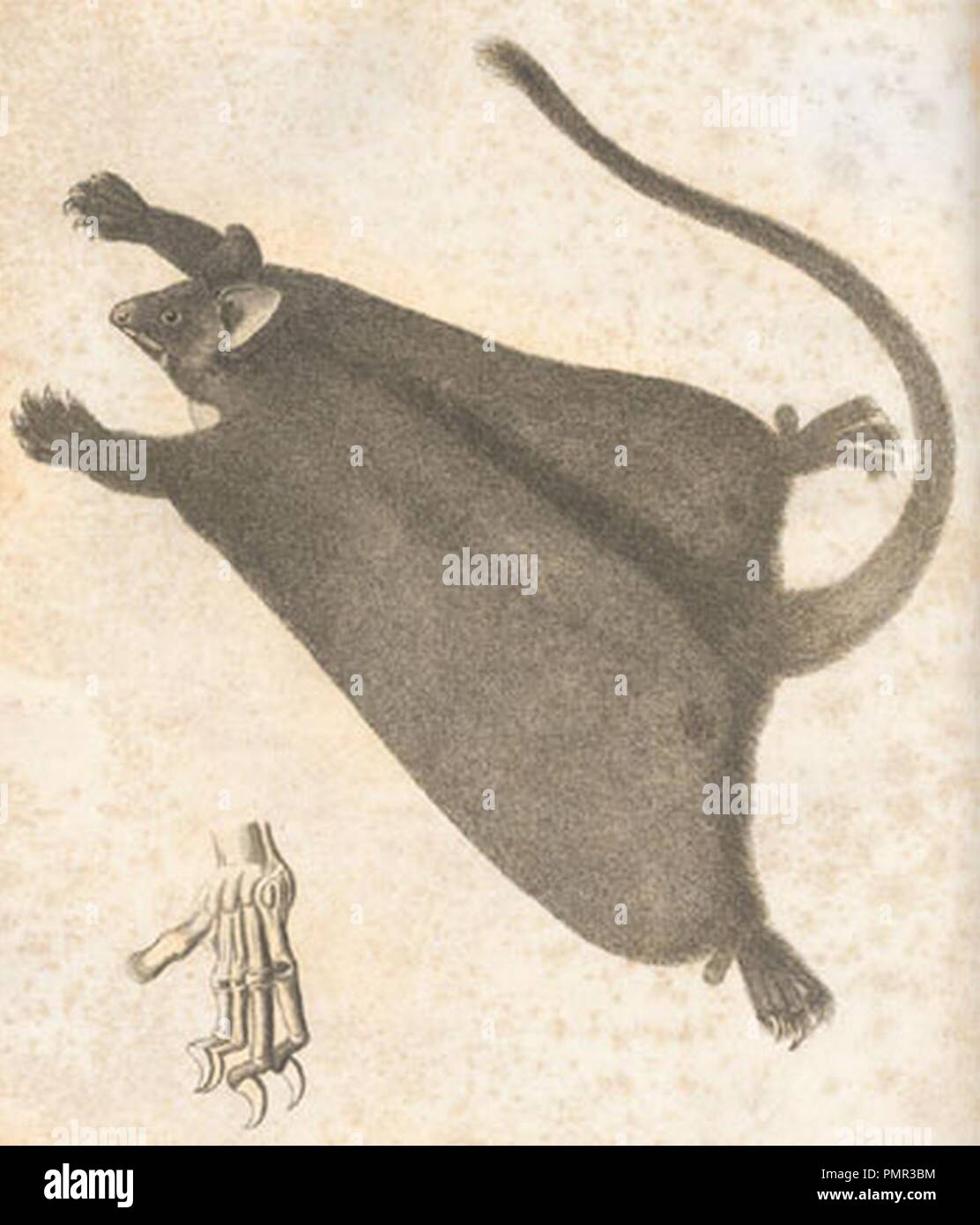 Opossum Picture High Resolution Stock Photography and Images - Alamy