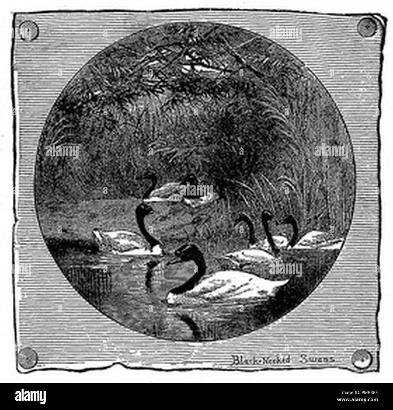 Black Hooded Swans Drawing Stock Photo - Alamy
