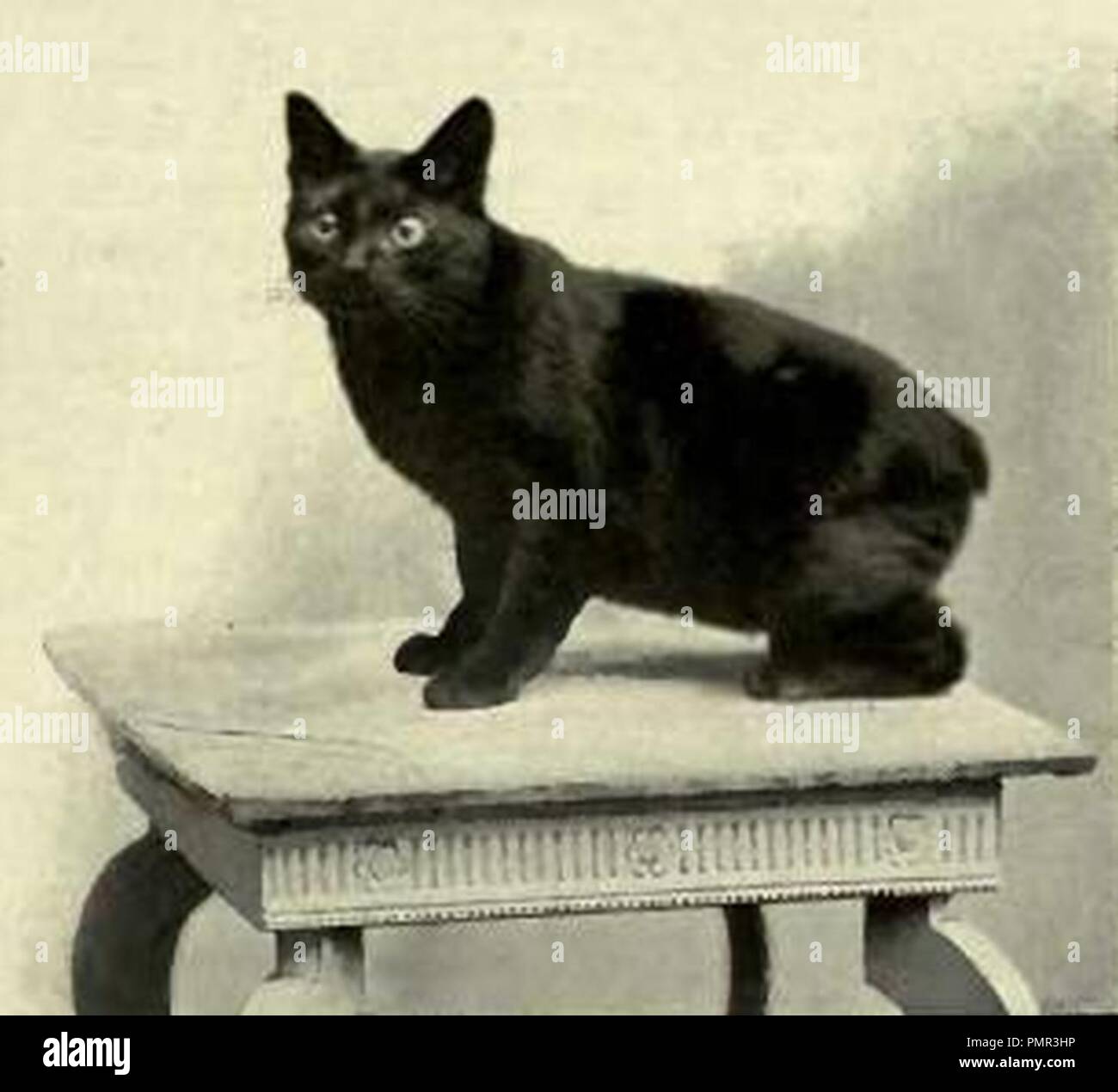 Black Manx cat Stock Photo - Alamy