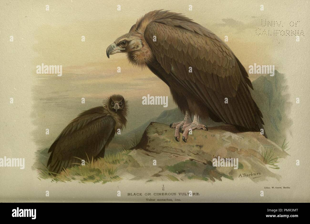 Art black vulture hi-res stock photography and images - Alamy
