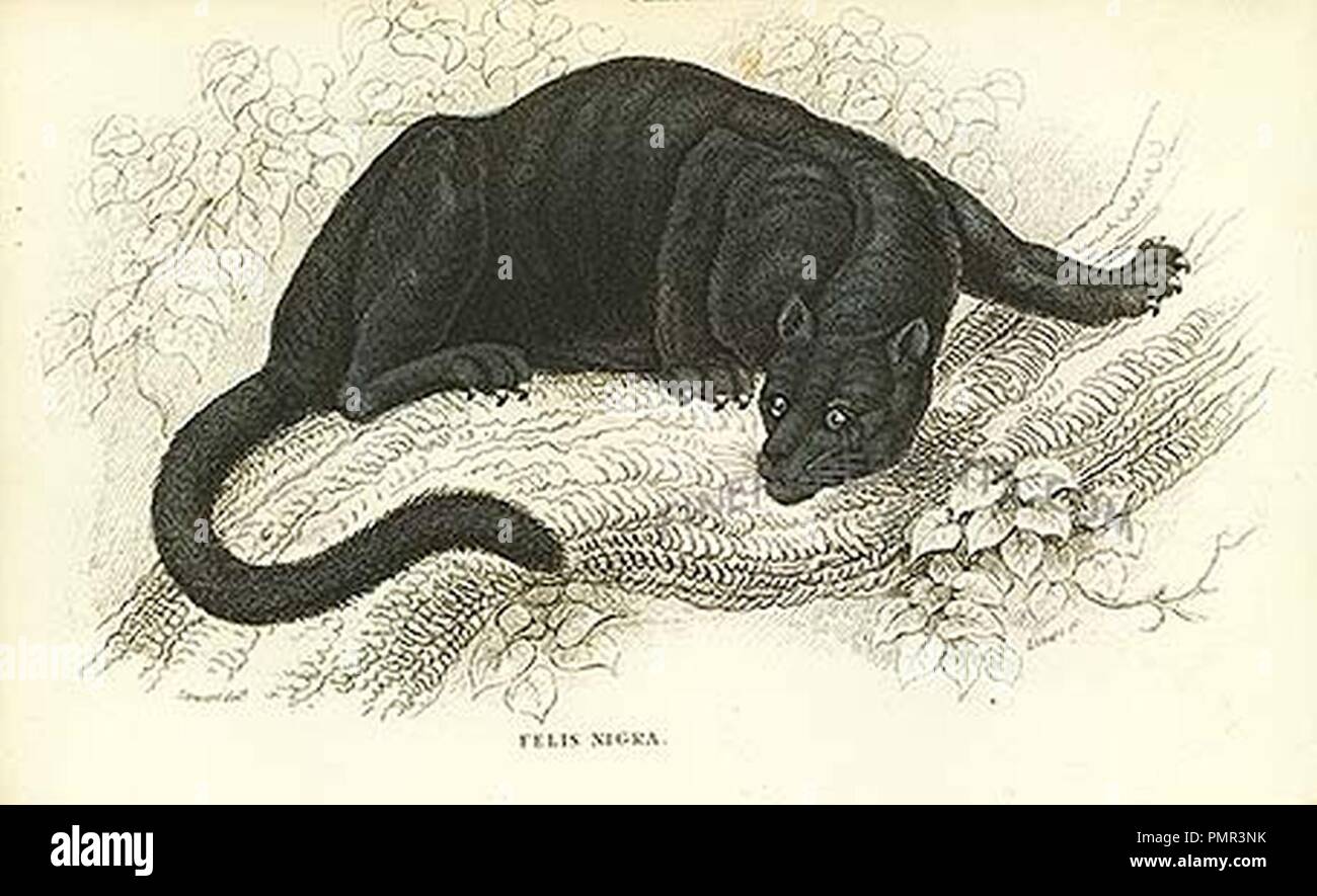 Black puma hi-res stock photography and images - Alamy