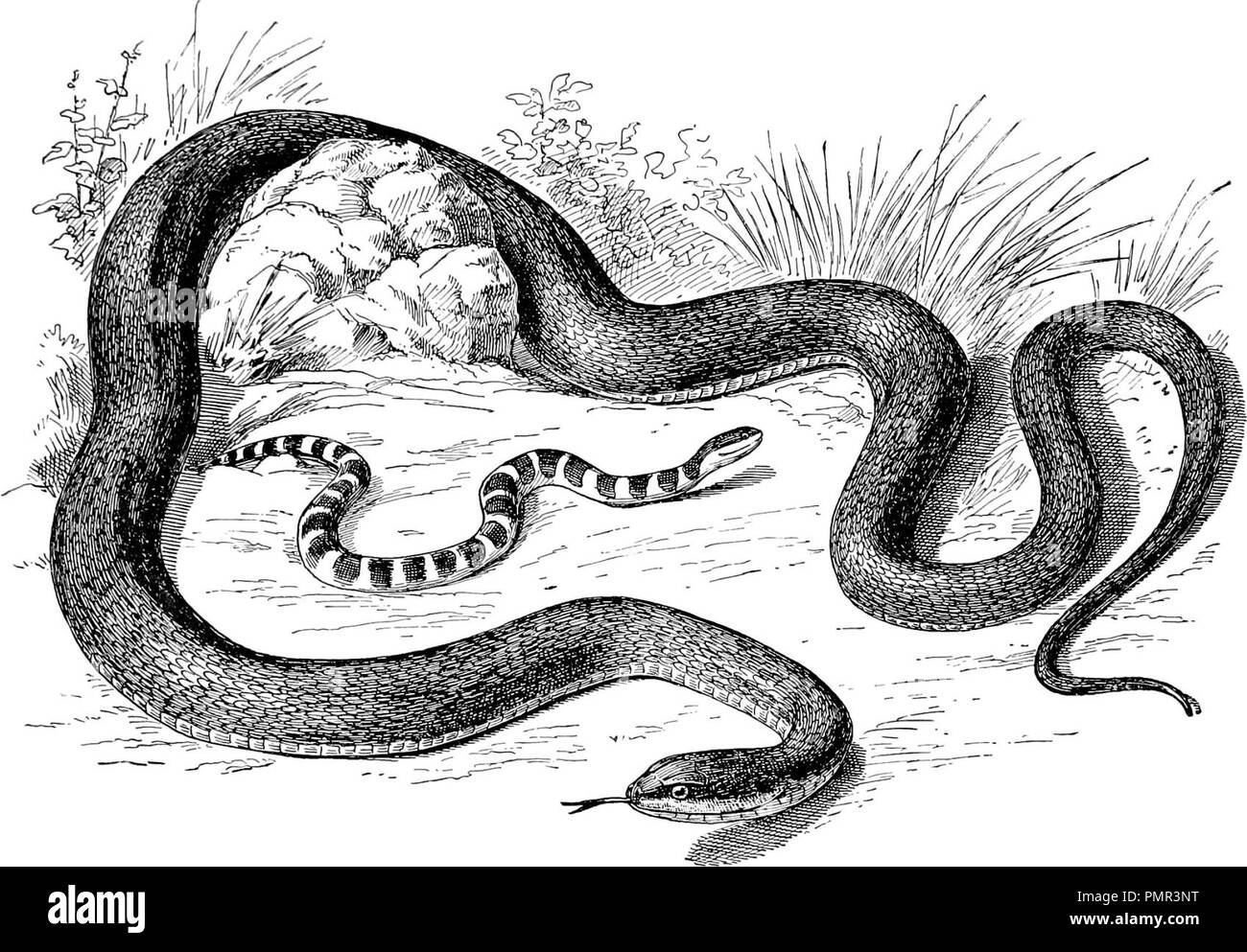 Racer picture Black and White Stock Photos & Images - Alamy