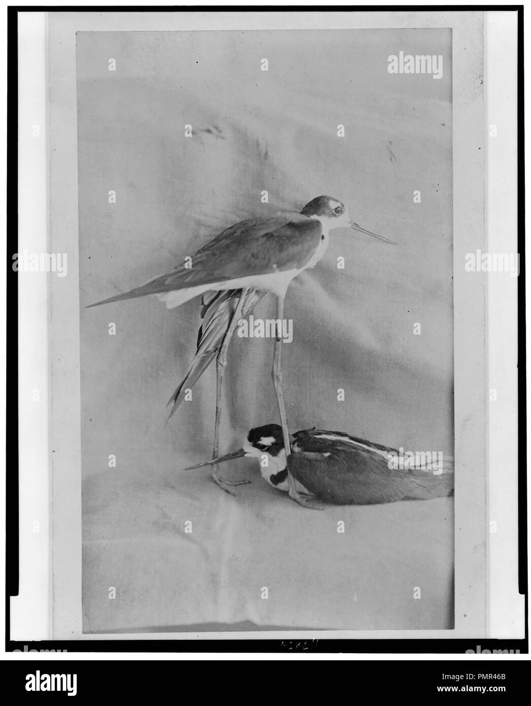 Stilt art Black and White Stock Photos & Images - Alamy