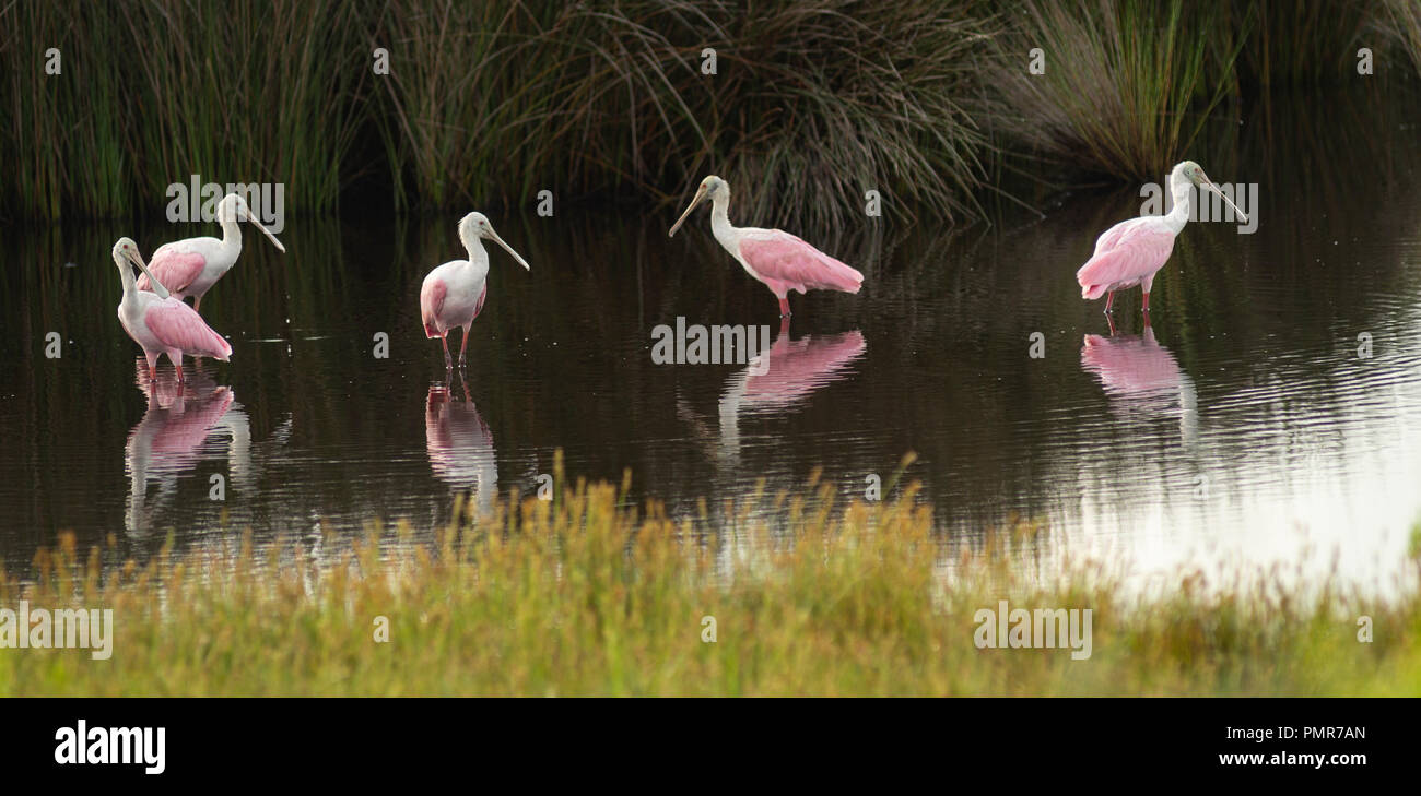 Spoonbill bird hi-res stock photography and images - Alamy
