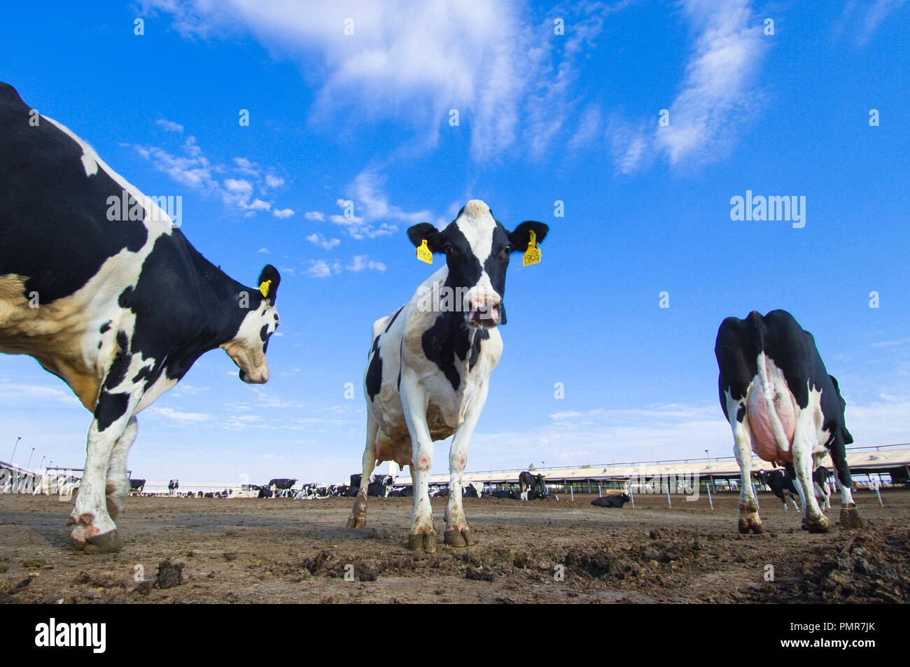 Cows on farm dairy production hi-res stock photography and images - Alamy