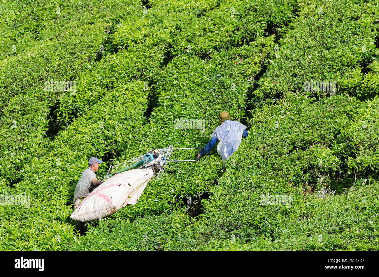 Re using tea bag hi-res stock photography and images - Alamy