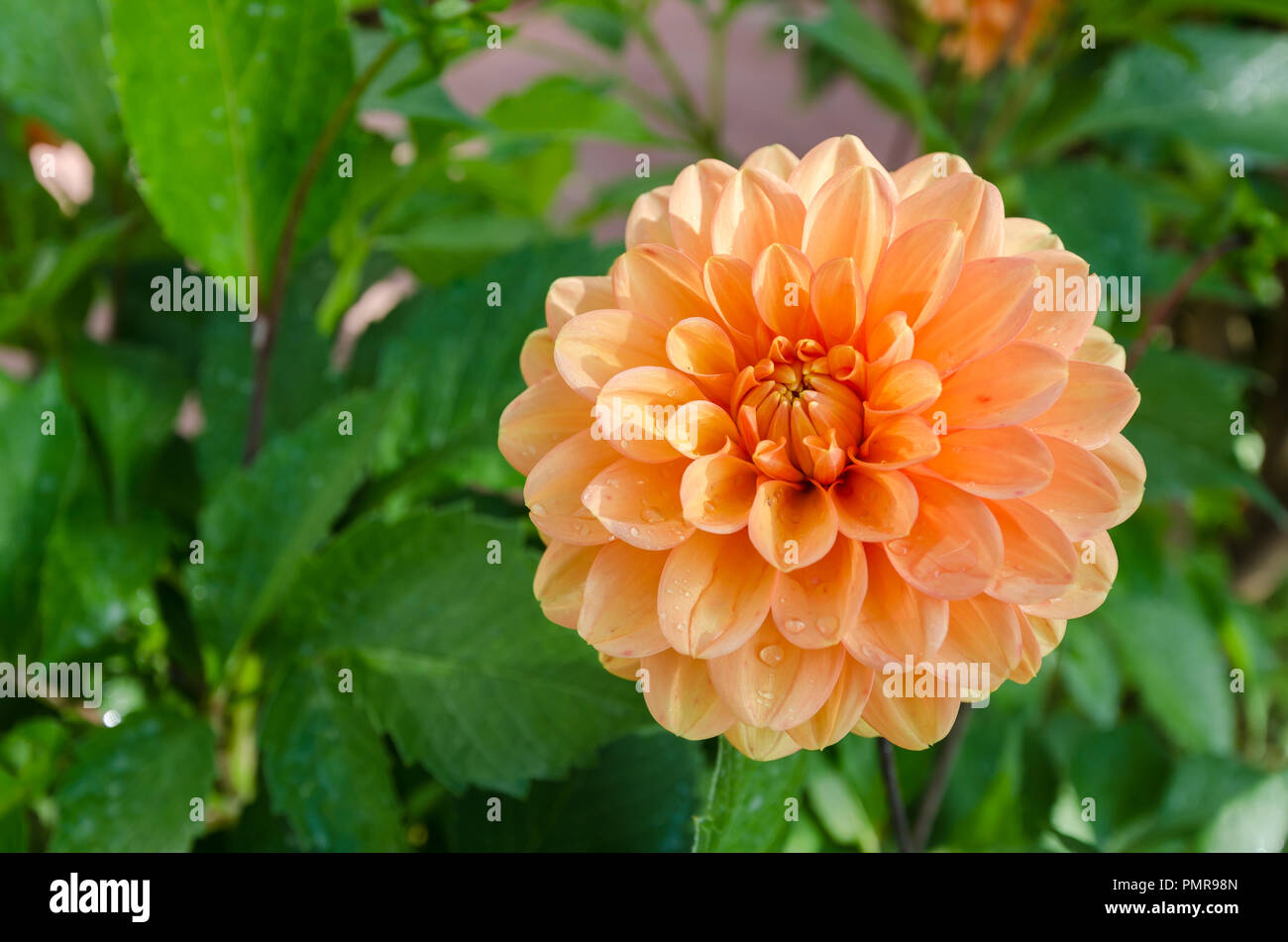 Beautiful orange color dahlia flower hi-res stock photography and ...