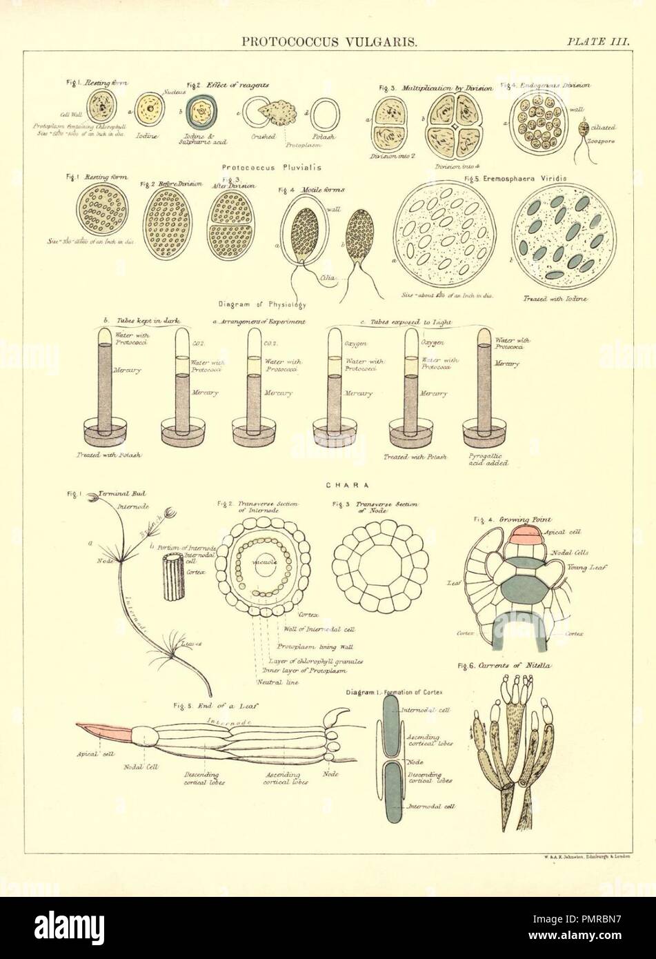 Biological atlas (Plate III Stock Photo - Alamy