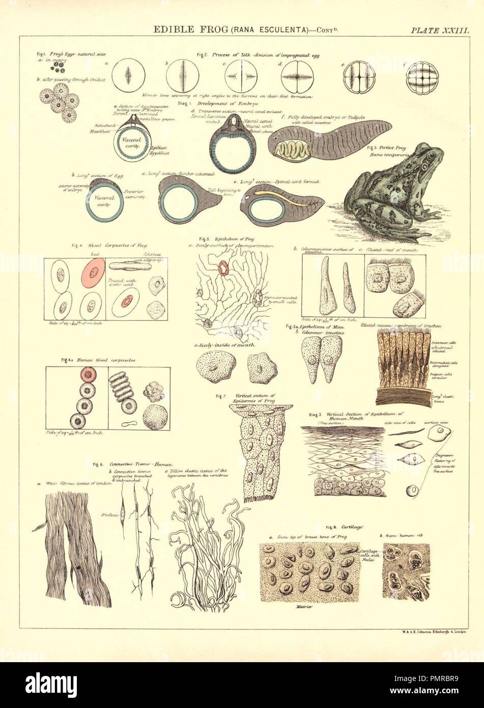 Biological atlas (Plate XXIII Stock Photo - Alamy