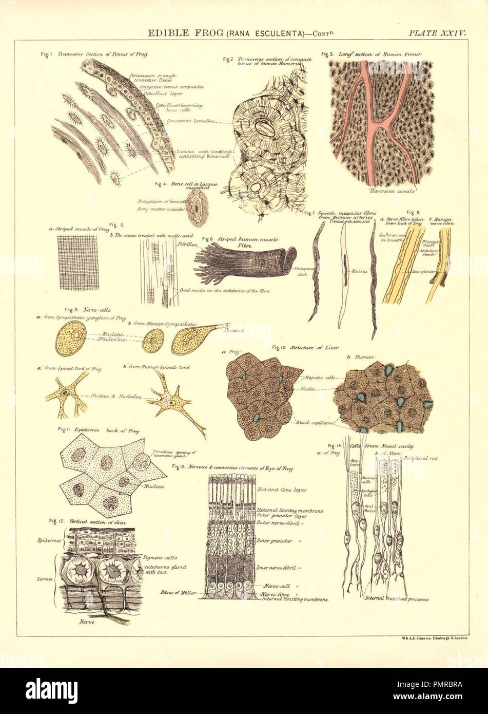 Biological atlas (Plate XXIV Stock Photo - Alamy