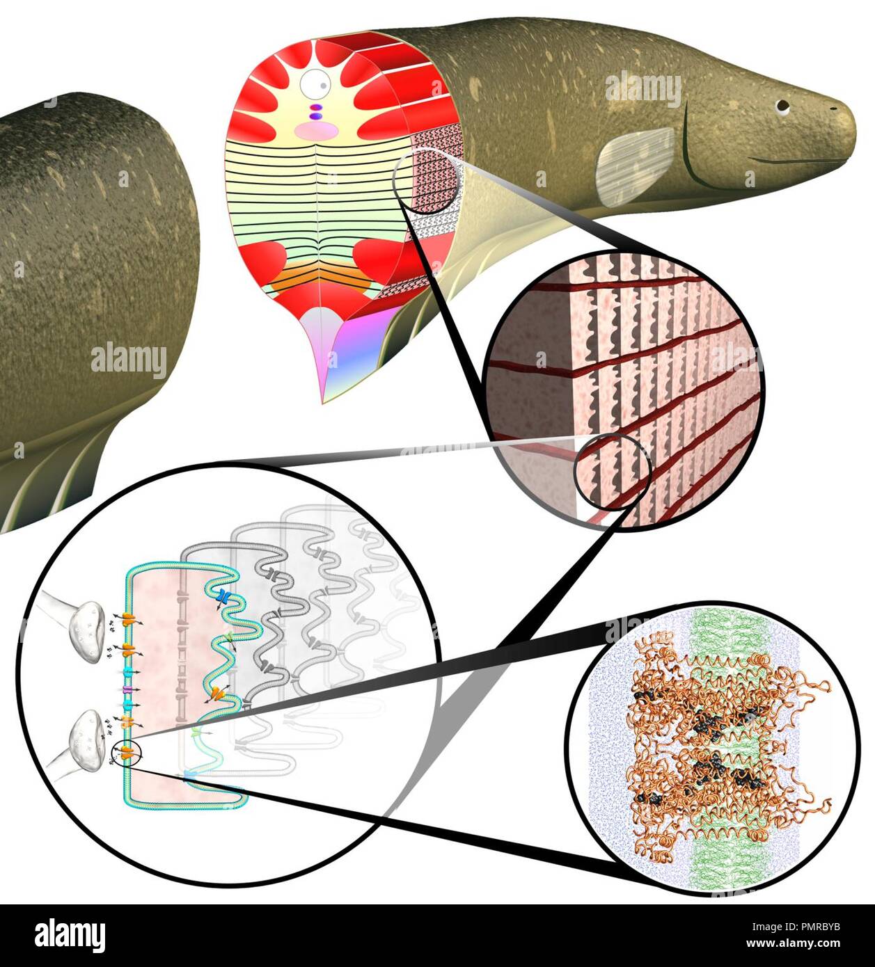 Biotechnology, systems biology, artificial cells Stock Photo - Alamy
