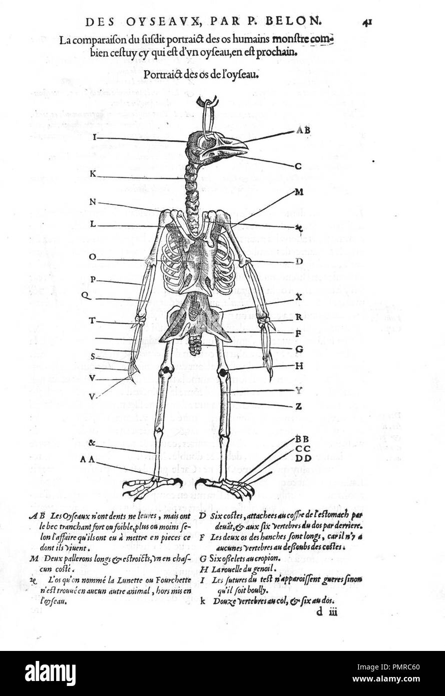 Vintage bird photo Cut Out Stock Images & Pictures - Alamy