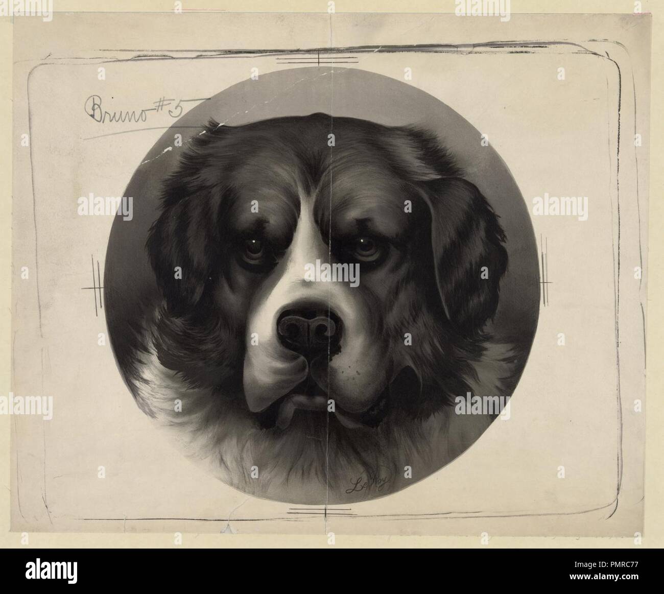 Bird dog - Bruno -5 Stock Photo - Alamy