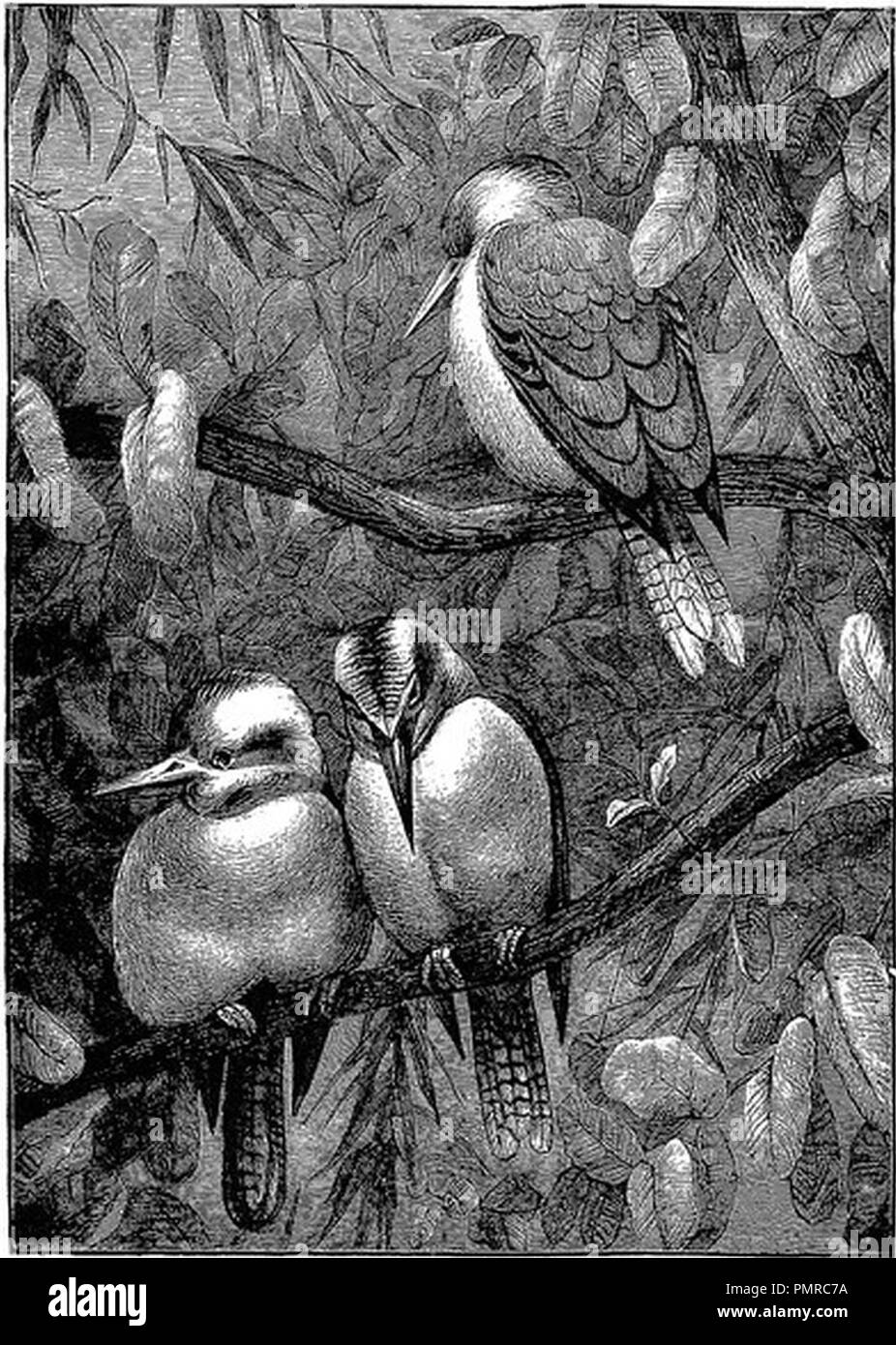 Bird engraving hi-res stock photography and images - Alamy