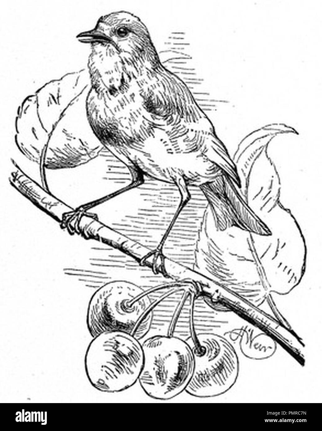 Cherry bird tree Black and White Stock Photos & Images - Alamy