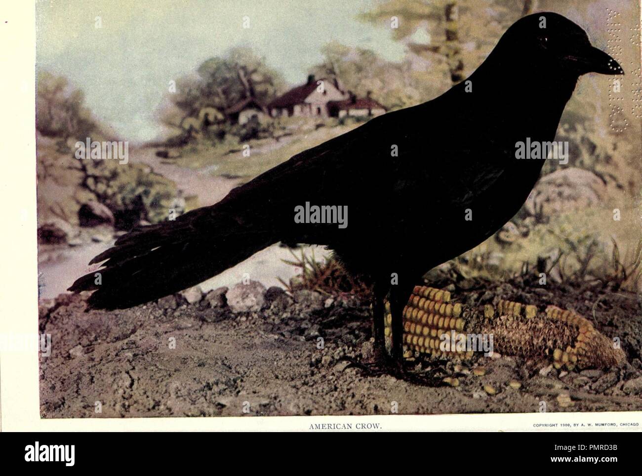 Birds of Buzzard's Roost (Plate II Stock Photo - Alamy