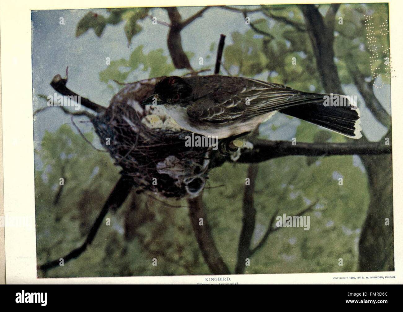 Buzzards roost hi-res stock photography and images - Alamy