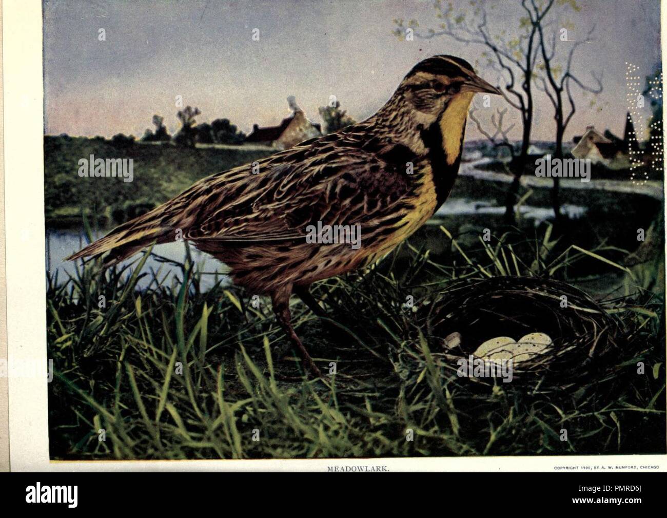 Birds of Buzzard's Roost (Plate XXVI Stock Photo - Alamy
