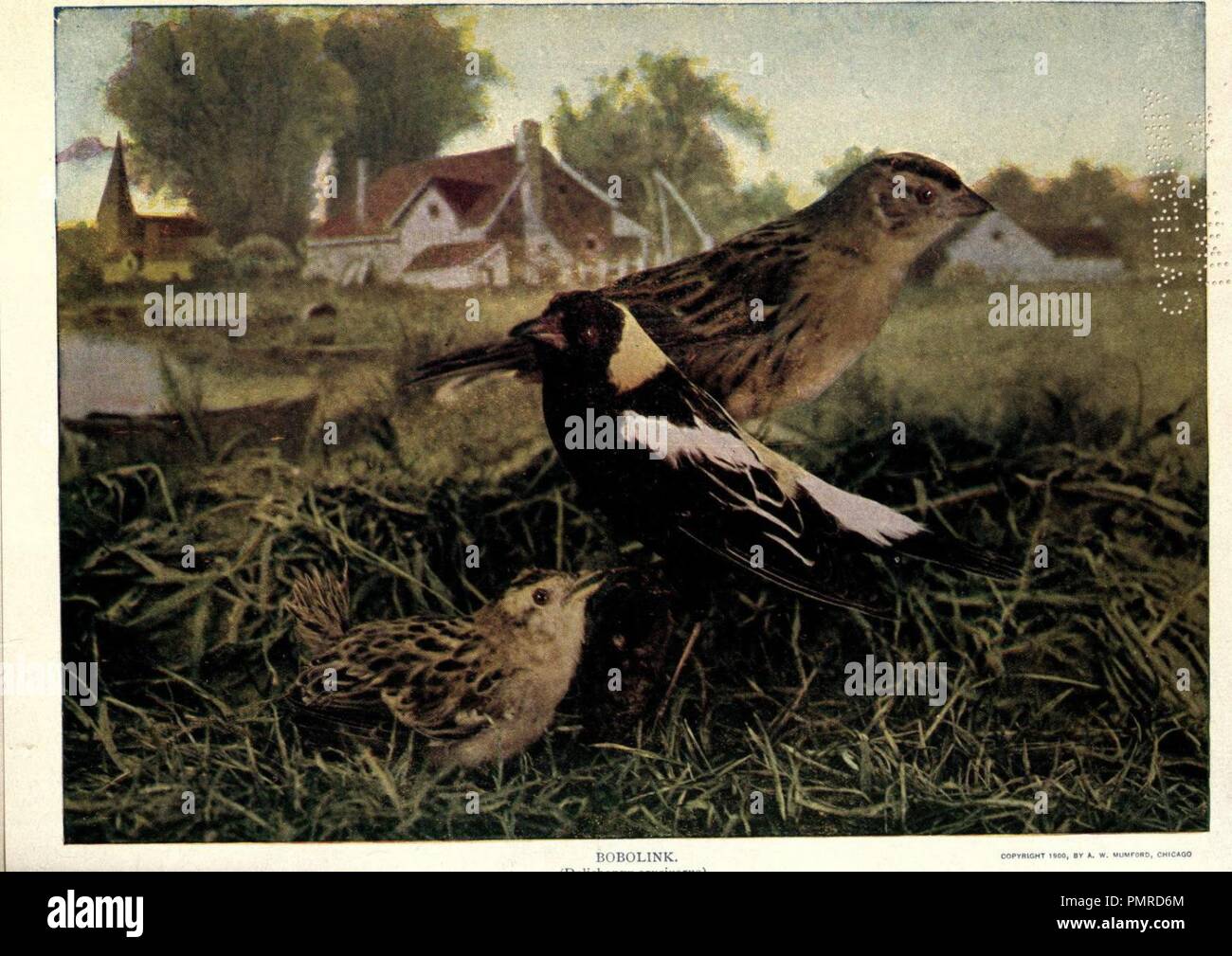 Buzzards roost hi-res stock photography and images - Alamy