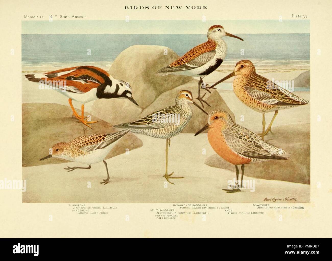 Birds of New York (Plate 33 Stock Photo - Alamy