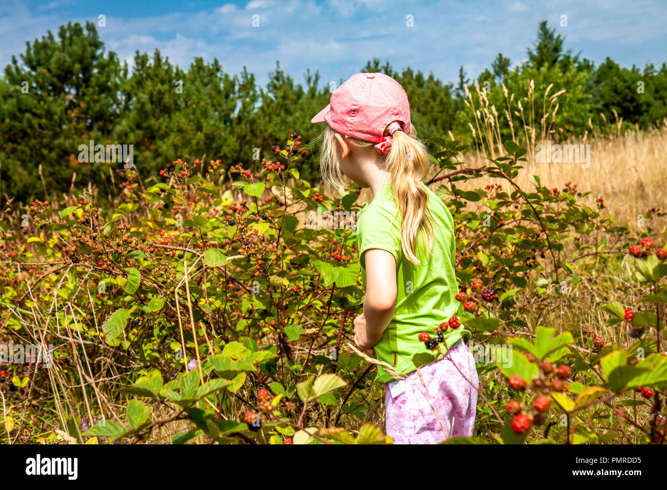 Little girl picking fresh wild raspberries in field in Denmark - Europe ...