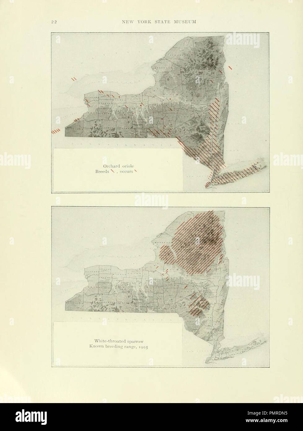 Birds of New York Stock Photo - Alamy