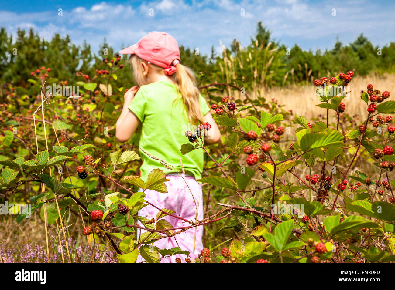 Little girl picking fresh wild raspberries in field in Denmark - Europe ...