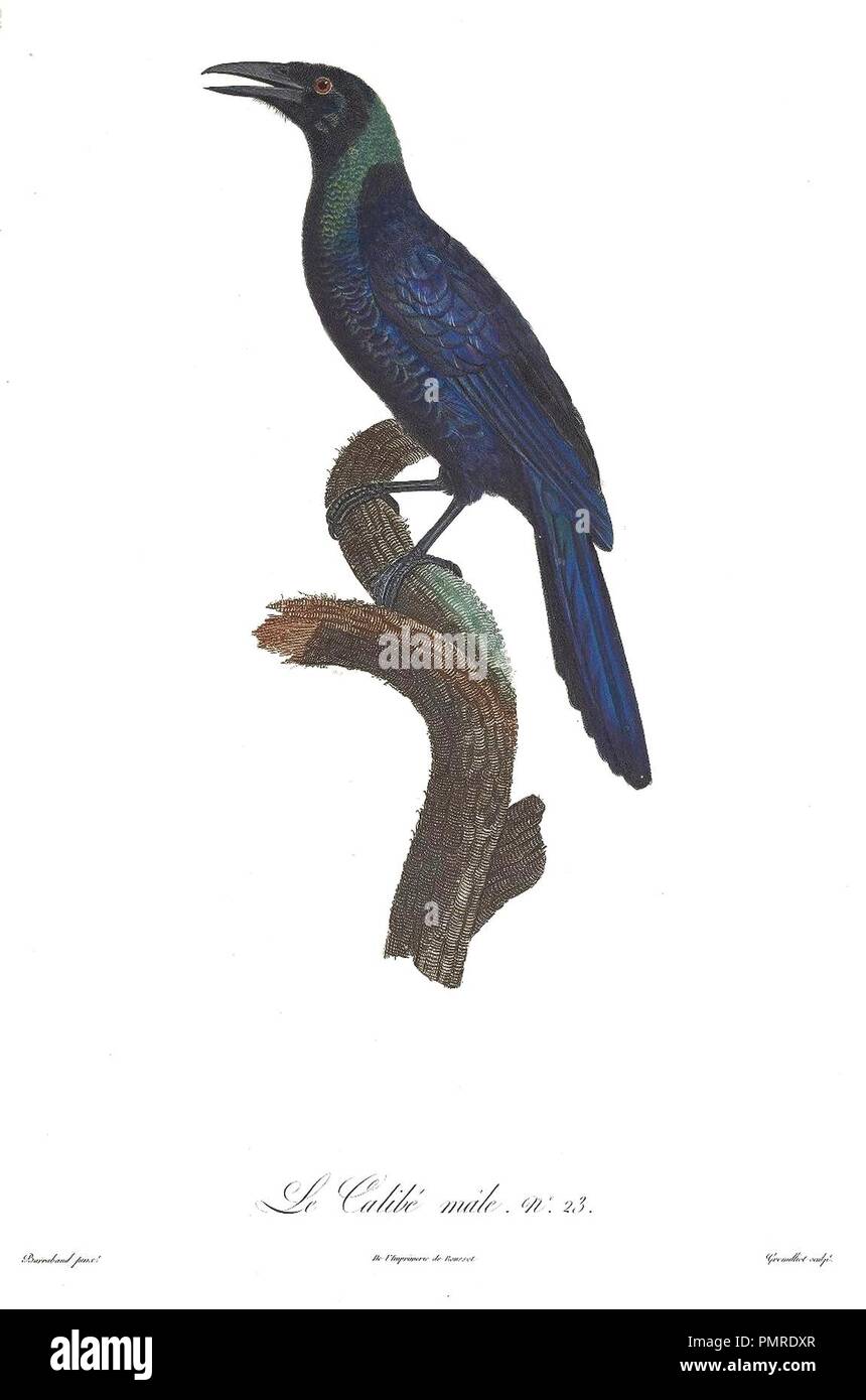 23 birds Cut Out Stock Images & Pictures - Alamy