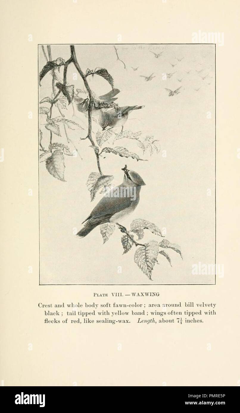 Birds of village and field (Plate VIII Stock Photo - Alamy