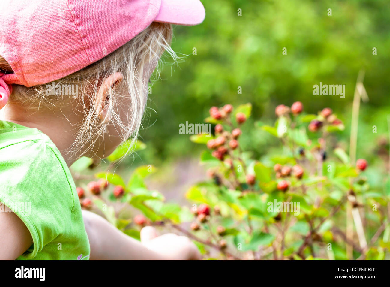 Little girl picking fresh wild raspberries in field in Denmark - Europe ...