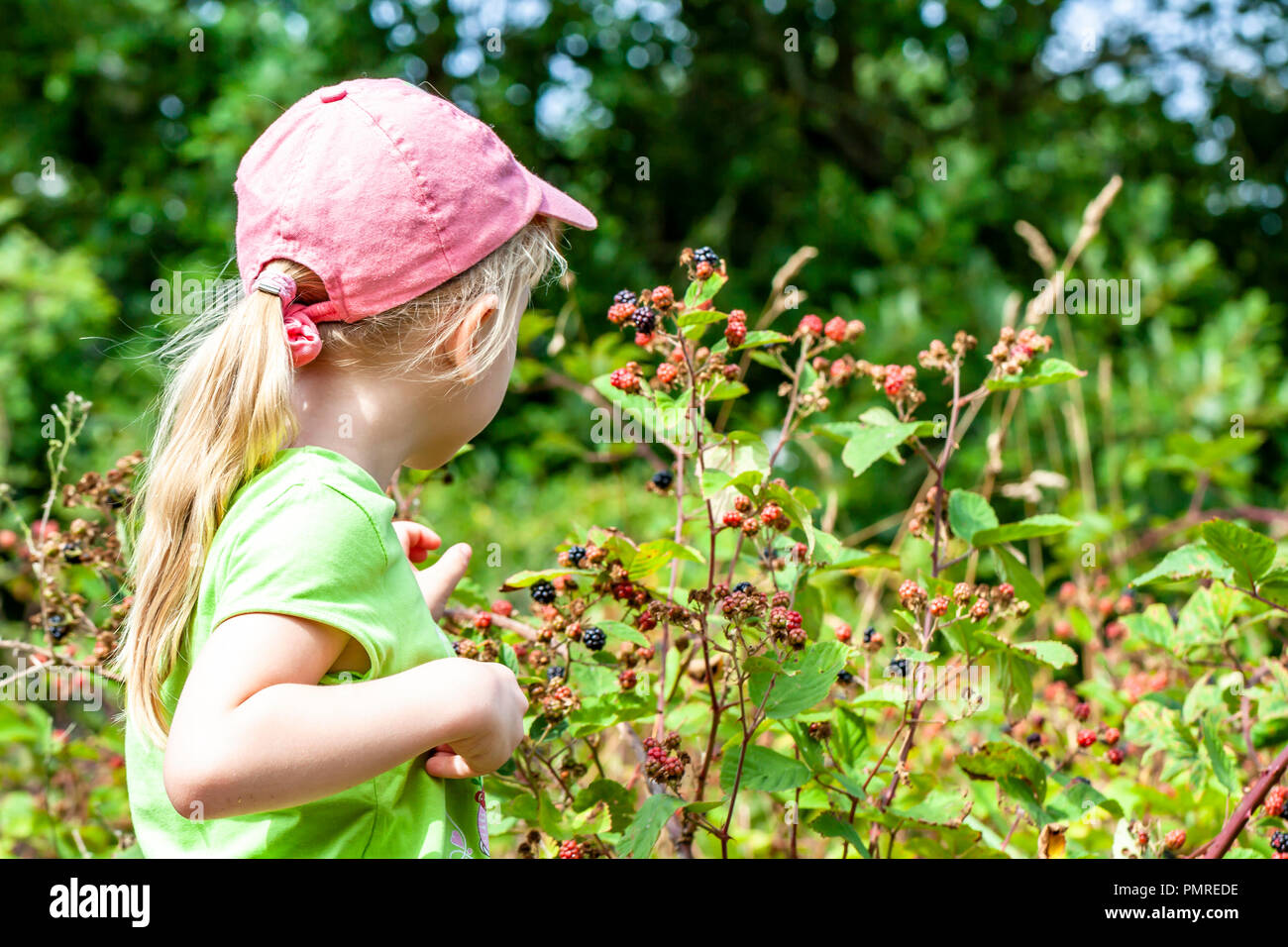 Little girl picking fresh wild raspberries in field in Denmark - Europe ...
